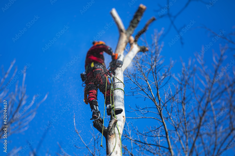 Arborist tree surgeon cutting tree branches with chainsaw, lumberjack ...