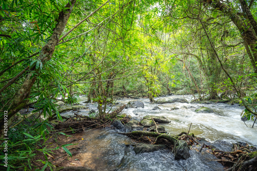 Trees with tree roots in the forest beside waterfall at Khao Yai ...