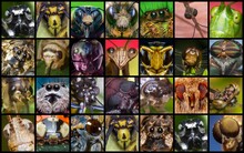 Bug Vision Free Stock Photo - Public Domain Pictures