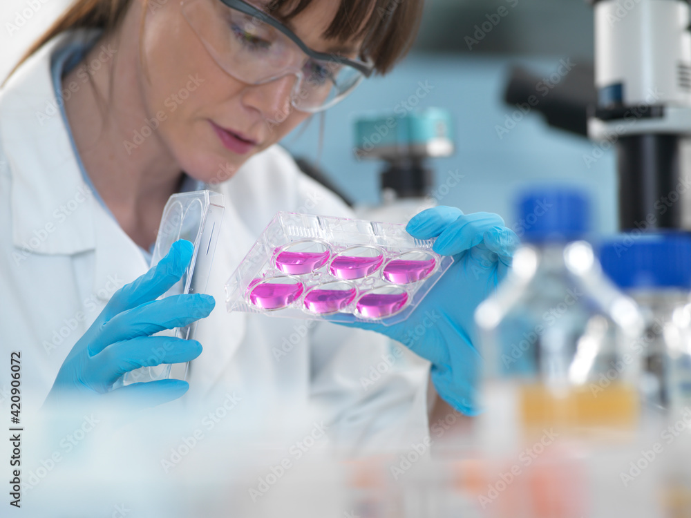 Female scientist examining cells in growth medium in multi well plate ...