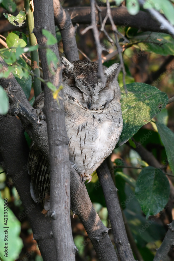 Scops owls are typical owls in family Strigidae, most of them belonging ...