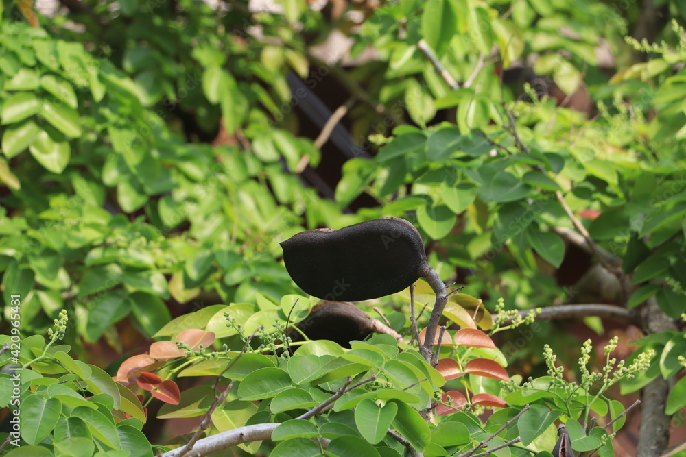 Fruit of the Sindora siamensis Miq. Stock Photo | Adobe Stock