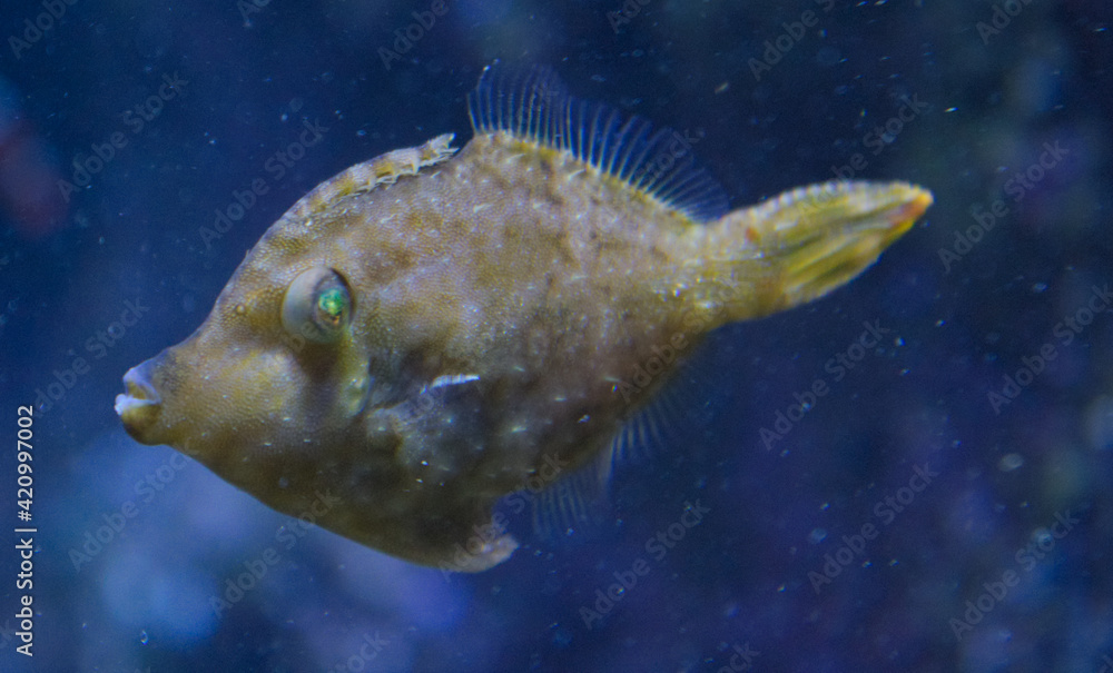 Acreichthys tomentosus. Bristle-tail filefish. Warsaw ZOO Stock Photo ...