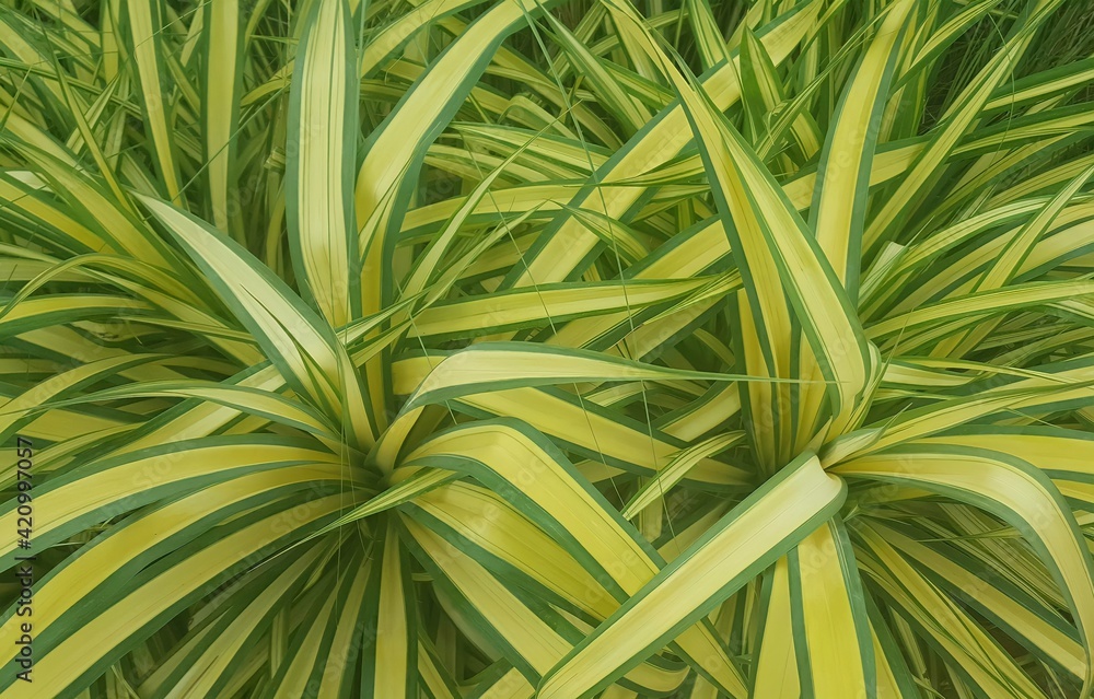 Pandanus Sanderi plants background and wallpaper. Spotted Screw pine is ...