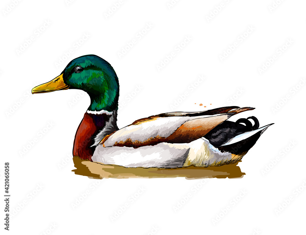 Duck from a splash of watercolor, colored drawing, realistic. Vector ...