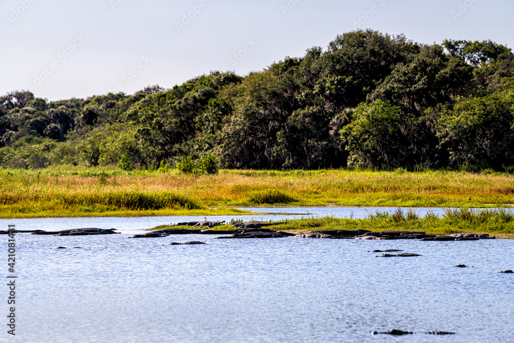 Many alligators predators in deep hole alligator lake pond in Myakka ...