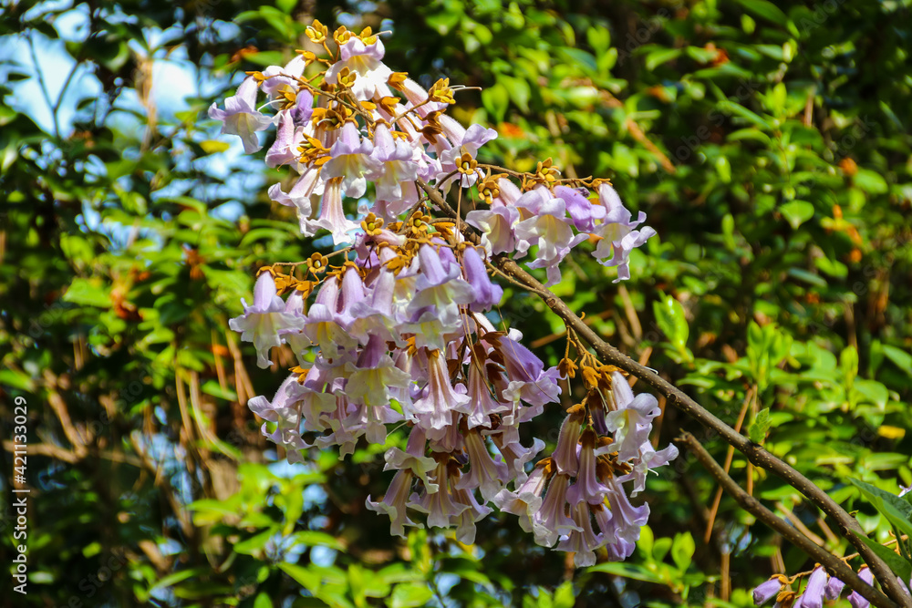 Lilac blooming Paulownia tomentosa tree (princess tree, empress tree ...