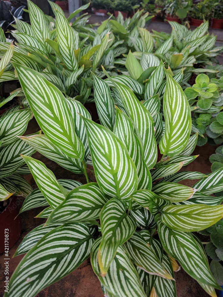 Bright green elliptical leaves with white stripes of Calathea Vittata ...