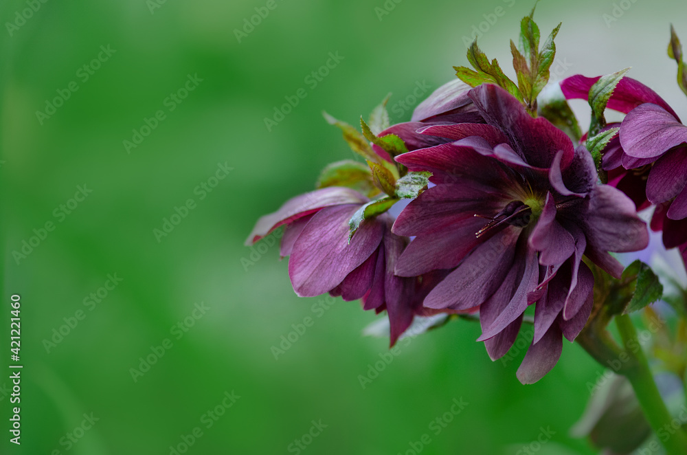 Stock-Foto „Hellebore Helleborus orientalis Queens Double Red hybrids ...