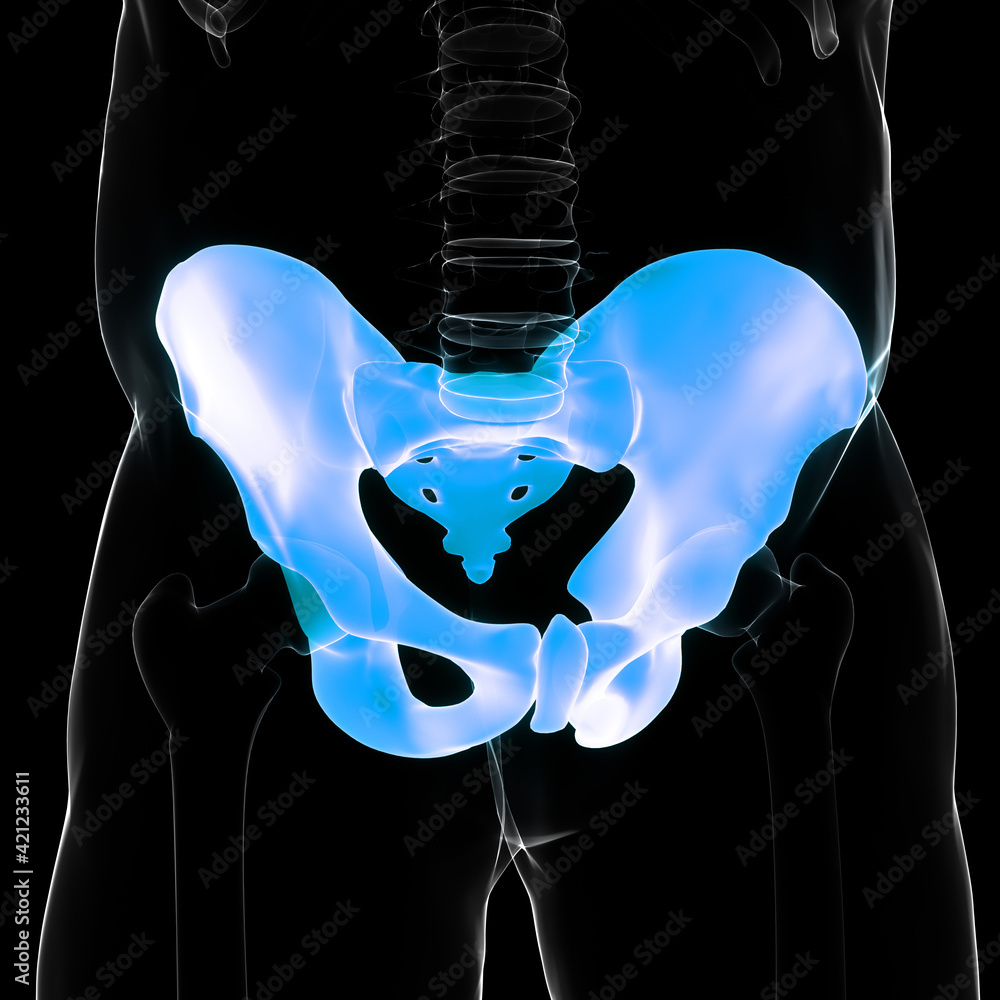 Human Skeleton System Pelvic Girdle Anatomy Stock Illustration | Adobe ...