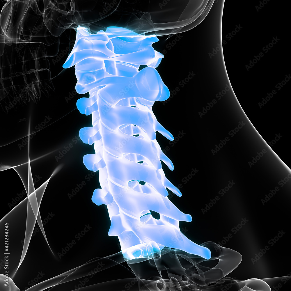 Ilustración de Stock Spinal Cord Vertebral Column Cervical Vertebrae of Human Skeleton System ...