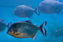 Piranha Fish Free Stock Photo - Public Domain Pictures