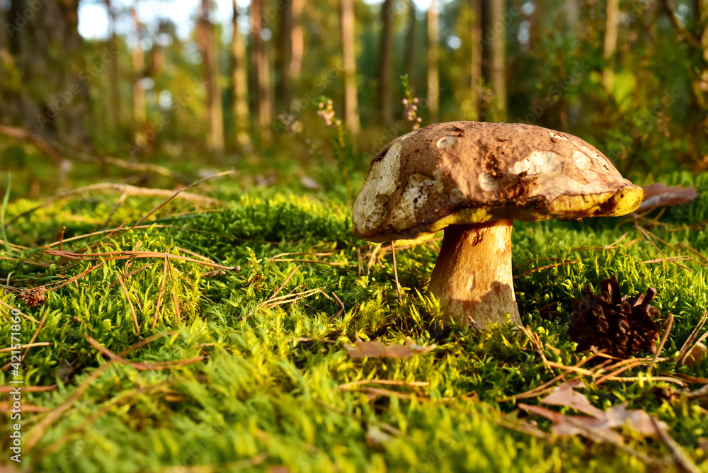 Porcini Cep White Mushroom King Boletus Pinophilus. Fungal Mycelium in ...