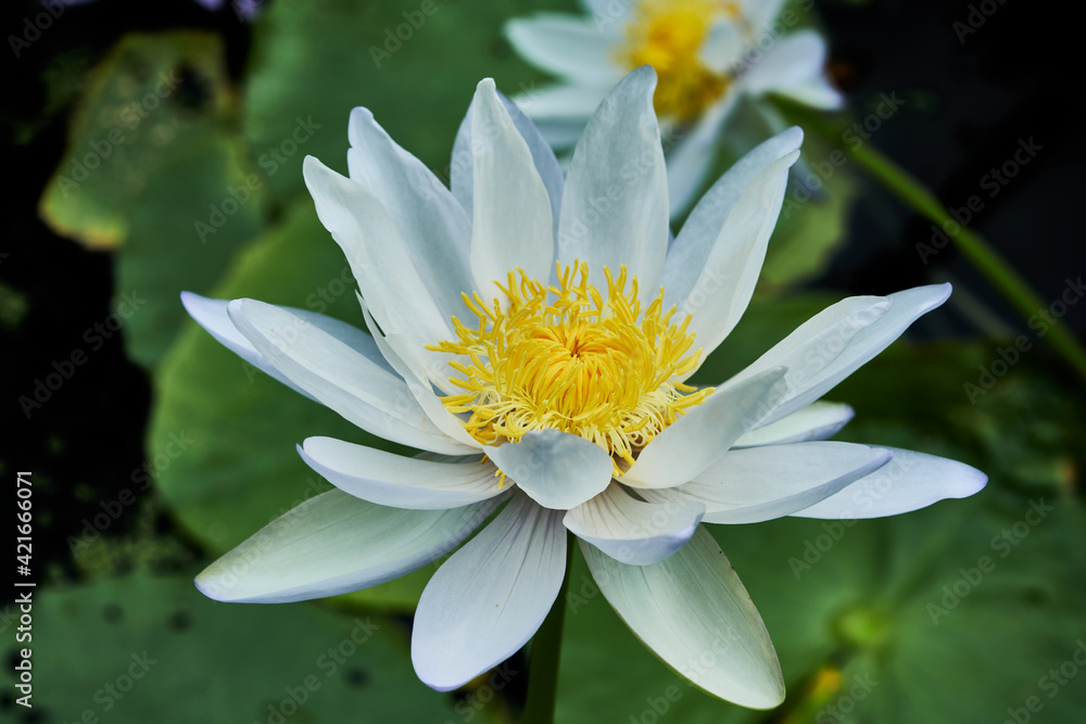 There are more than 17 species of native waterlilies and two species of ...
