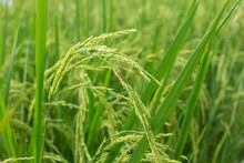 Green Rice Farm Free Stock Photo - Public Domain Pictures