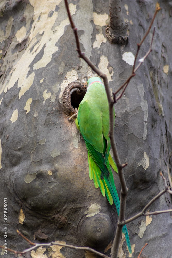 Ring-necked parakeet Psittacula krameri breeding in a breeding burrow ...