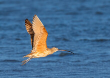 Curlew Birds Free Stock Photo - Public Domain Pictures