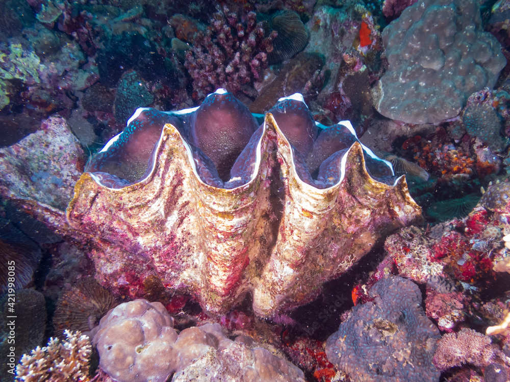 Giant clam (Tridacna gigas) are the largest living bivalve mollusks on ...