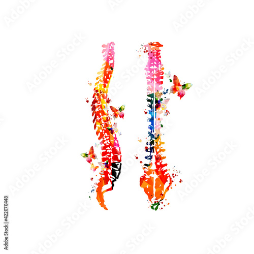 Colorful human spine anatomy, spinal cords, anatomical poster with ...