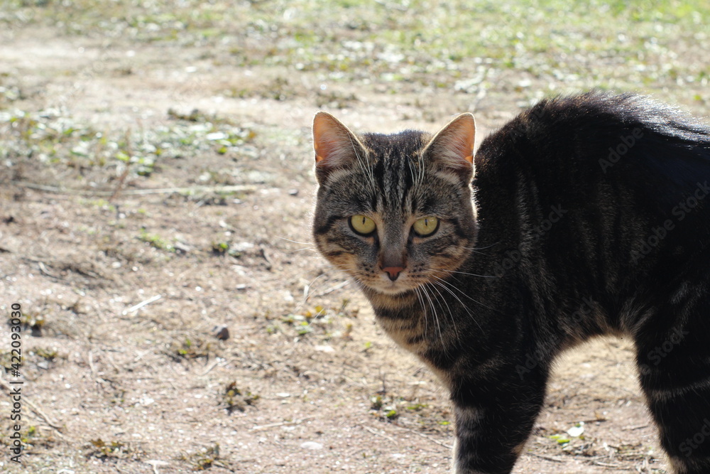 alert scared tabby cat arched, fur hair on end. Funny young kitten with ...