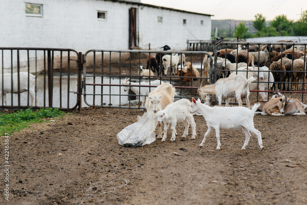 Grazing a herd of goats and sheep in the open air on the ranch. Cattle ...