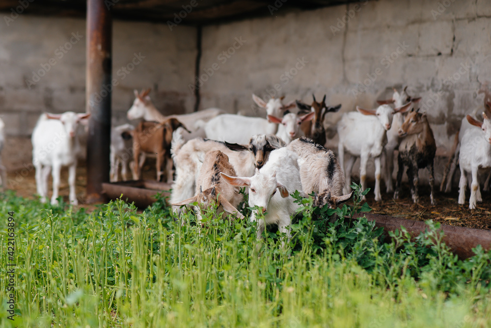 Grazing a herd of goats and sheep in the open air on the ranch. Cattle ...