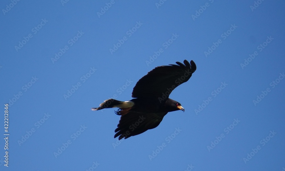 Aguila negra, águila pescadora, gavilán cangrejero grande, urubitinga ...