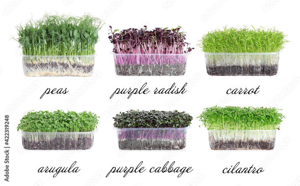 Set of different fresh microgreens on white background. Banner design ...