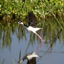 Stilt Birds In Wetlands Free Stock Photo - Public Domain Pictures