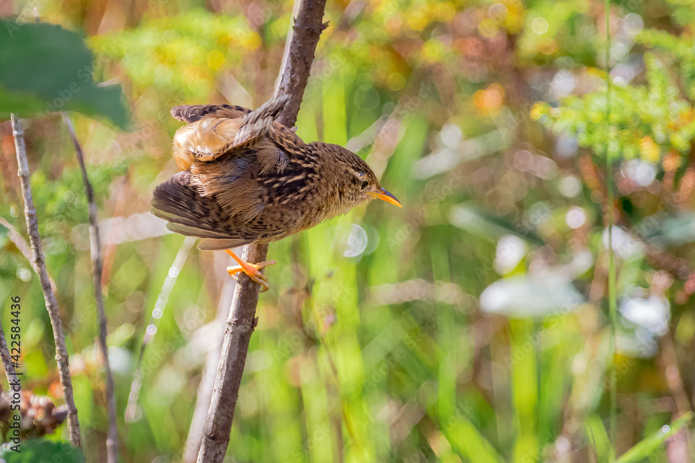 Sedge Wren (Cistothorus platensis) ready to jump from a tree branch in ...