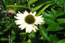 Torn Daisies Free Stock Photo - Public Domain Pictures