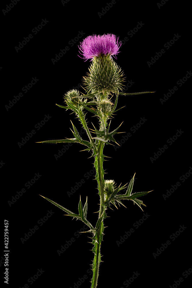 Flower head of carduus field thistle with purple petal florets, on ...