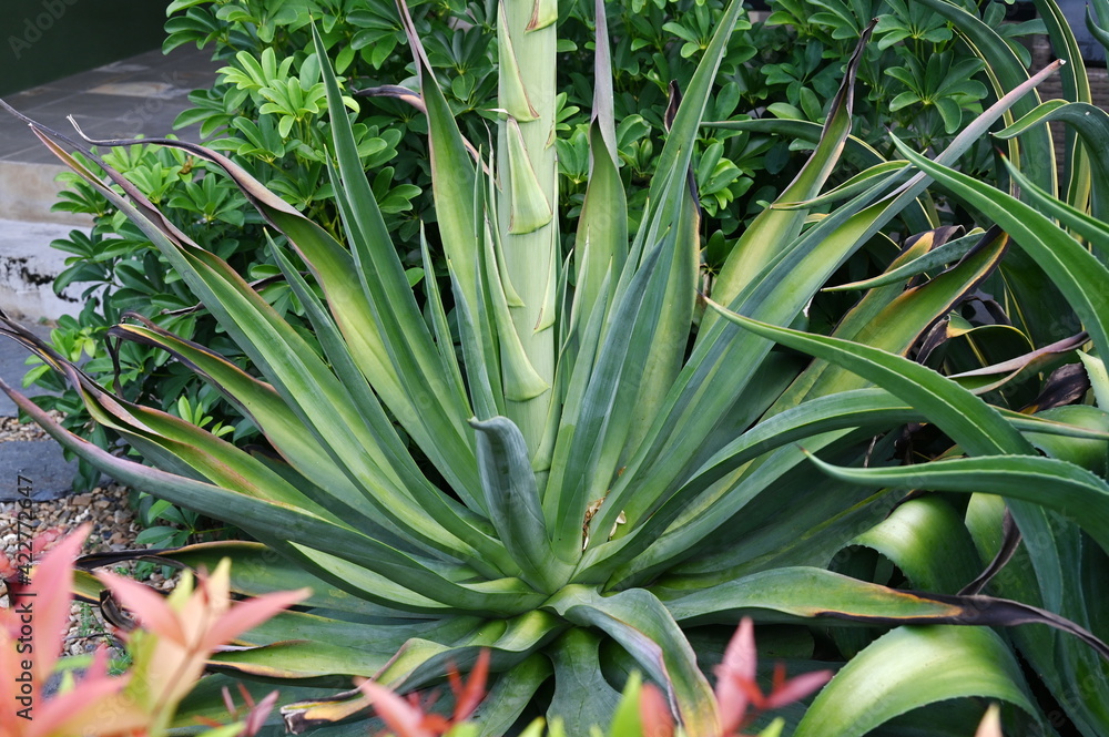 Foto Solid green and pointed leaves: sisal (Caribbean Agave) Scientific ...