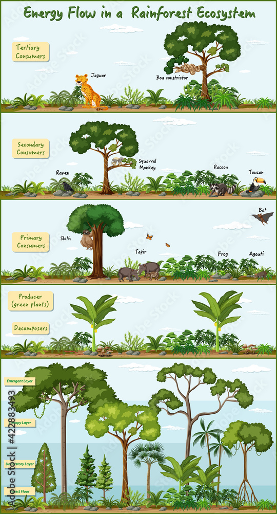 Energy flow in a rainforest ecosystem diagram Stock Vector | Adobe Stock