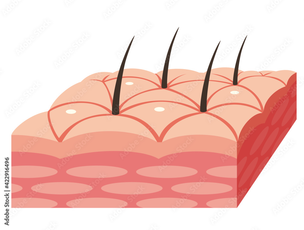 Skin cross section of epidermis. Pores and sweat glands. Pale colored ...