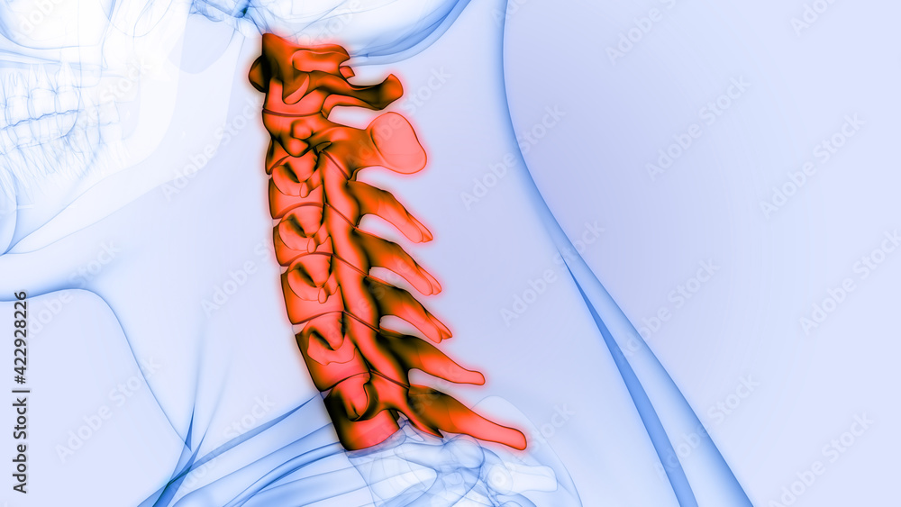 Spinal Cord Vertebral Column Cervical Vertebrae of Human Skeleton ...