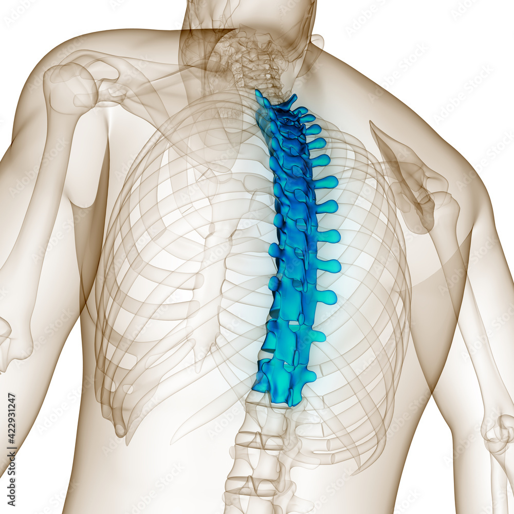 Spinal Cord Vertebral Column Thoracic Vertebrae of Human Skeleton ...