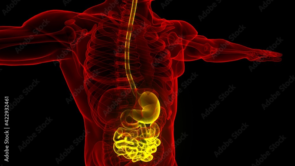 Human Digestive System Anatomy Stock Illustration | Adobe Stock