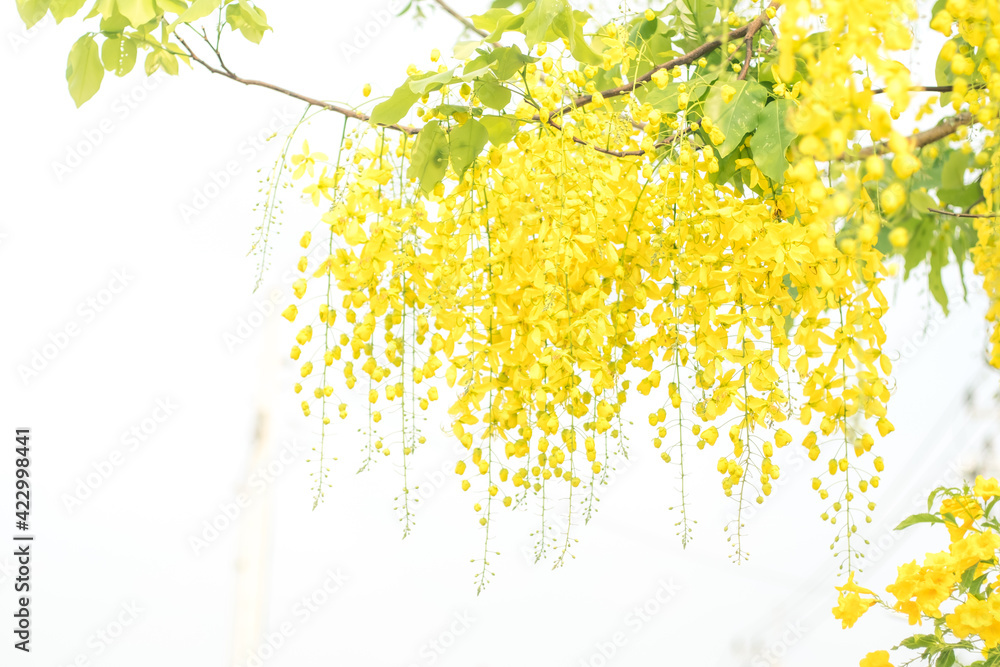 Selective focus Cassia fistula National flower of Thailand Golden Shower Tree. Golden shower ...