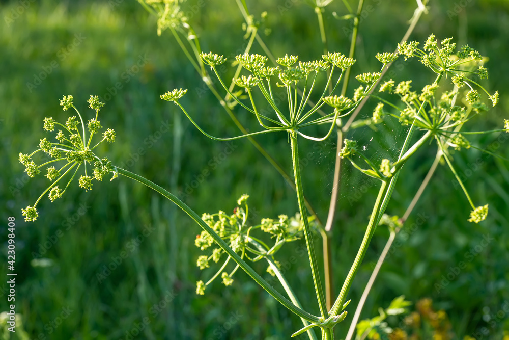 Heracleum sosnowskyi, Sosnowsky's hogweed, giant heads of cow parsnip ...