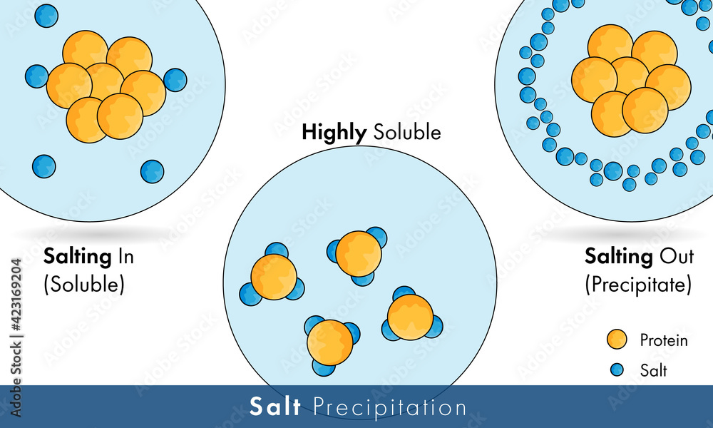 Salting in and salting out of protein precipitation. Stock Vector ...