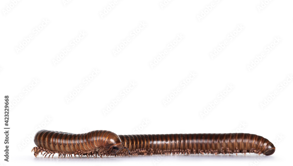 Eye level view of Ghana Speckled Leg Millipede aka Telodeinopus aoutii ...