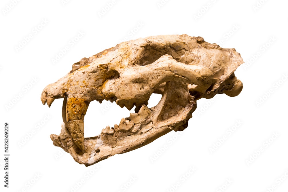 The skull of the Machairod saber-toothed tiger (Latin Machairodus ...