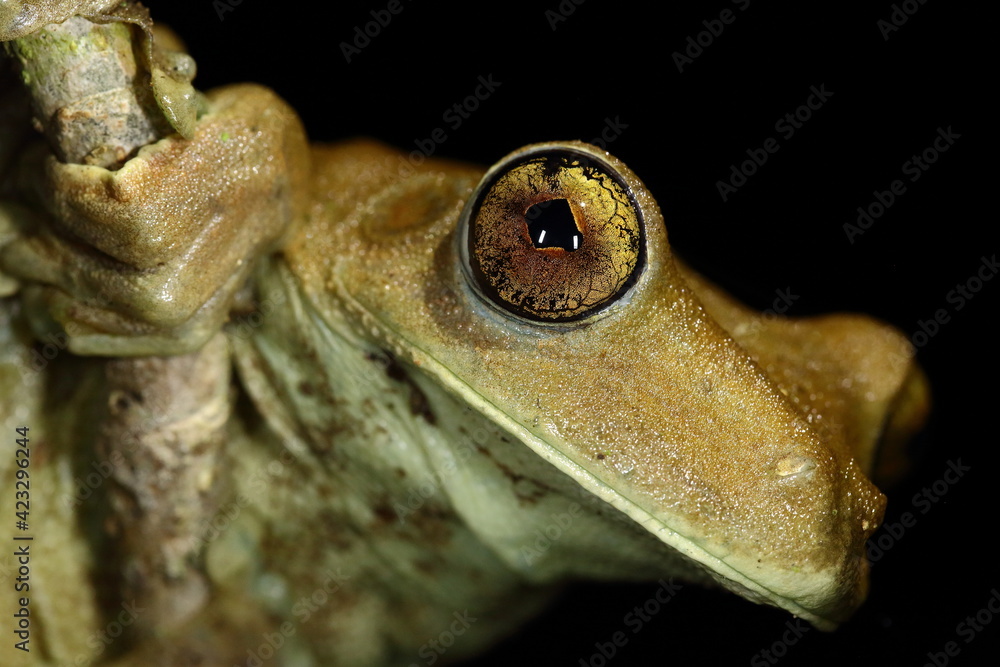 "Hypsiboas fasciatus o Hyla fasciata, es una especie de anfibios de los ...