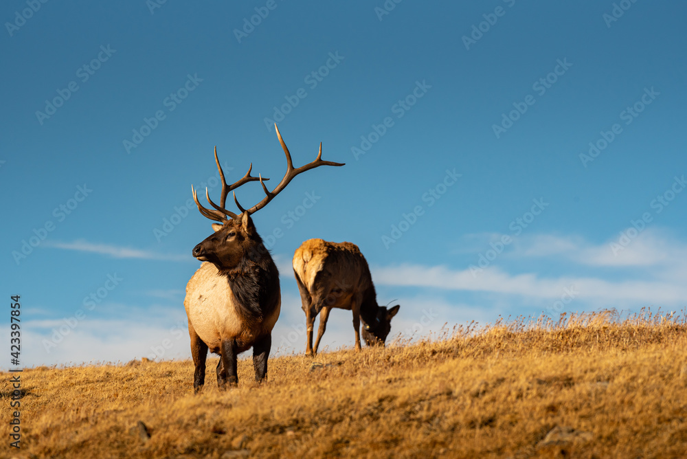 Bull Elk on Rocky mountain, Colorado during mating season. Stock Photo ...