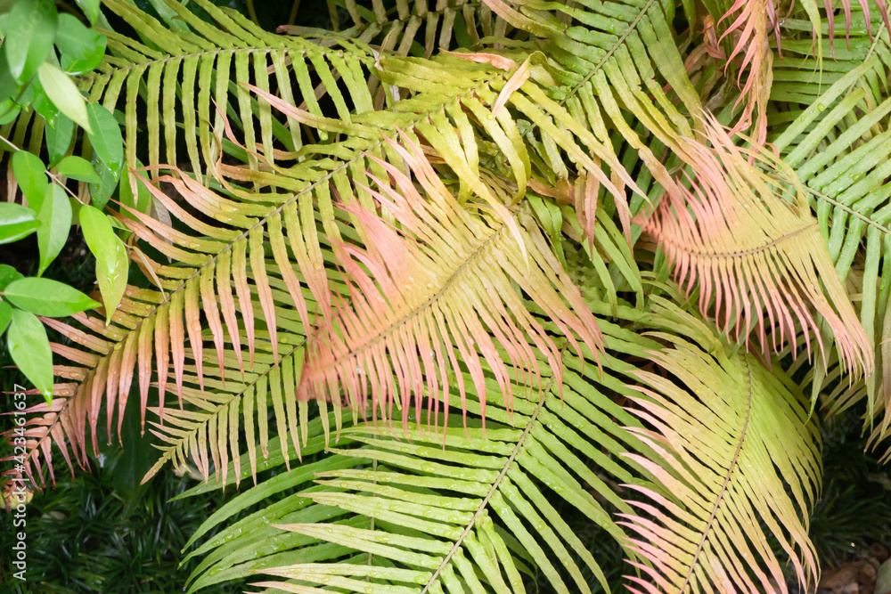 Varieties tropical rainforest foliage plants Stock Photo | Adobe Stock