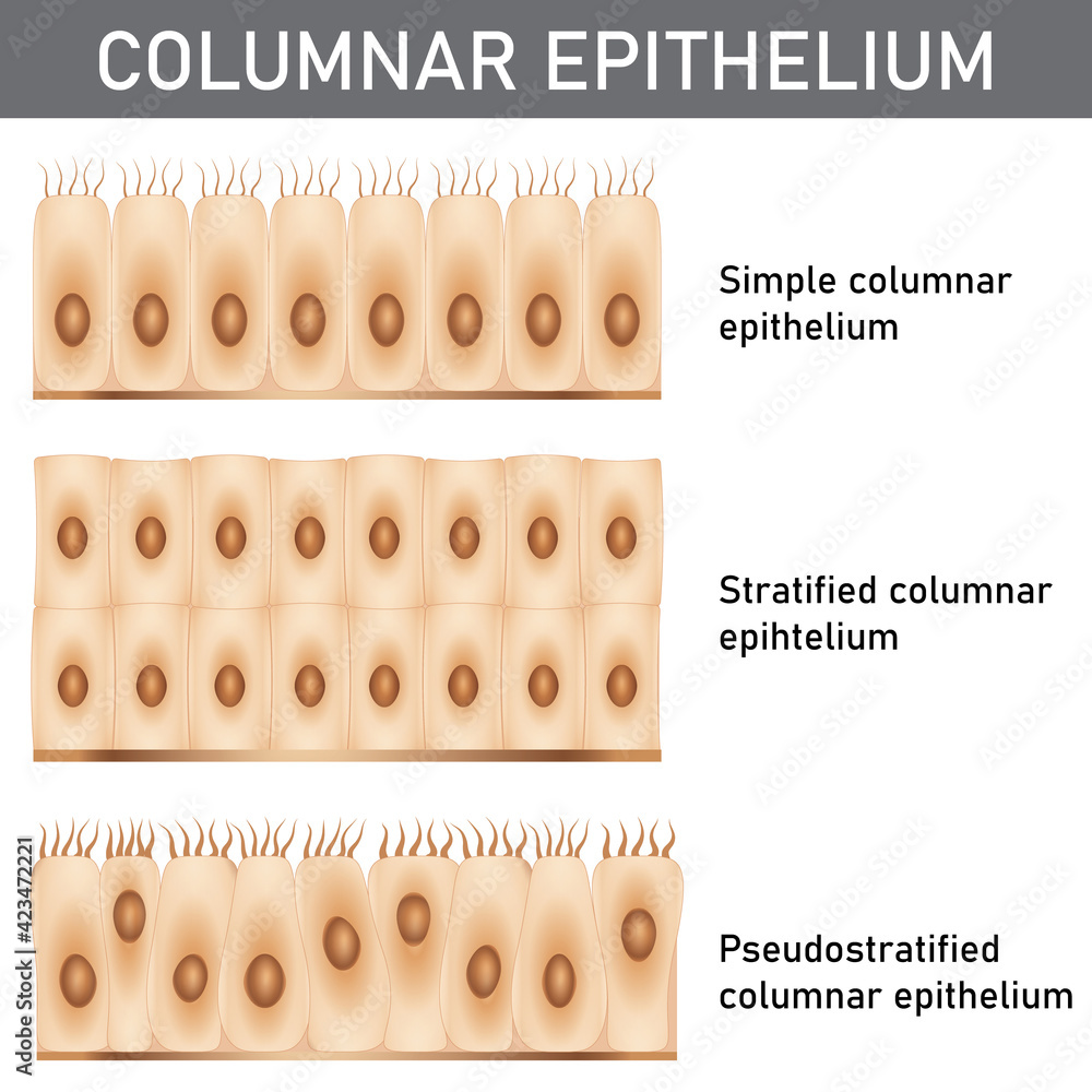Scientific and medical illustration of the epithelium structure types ...