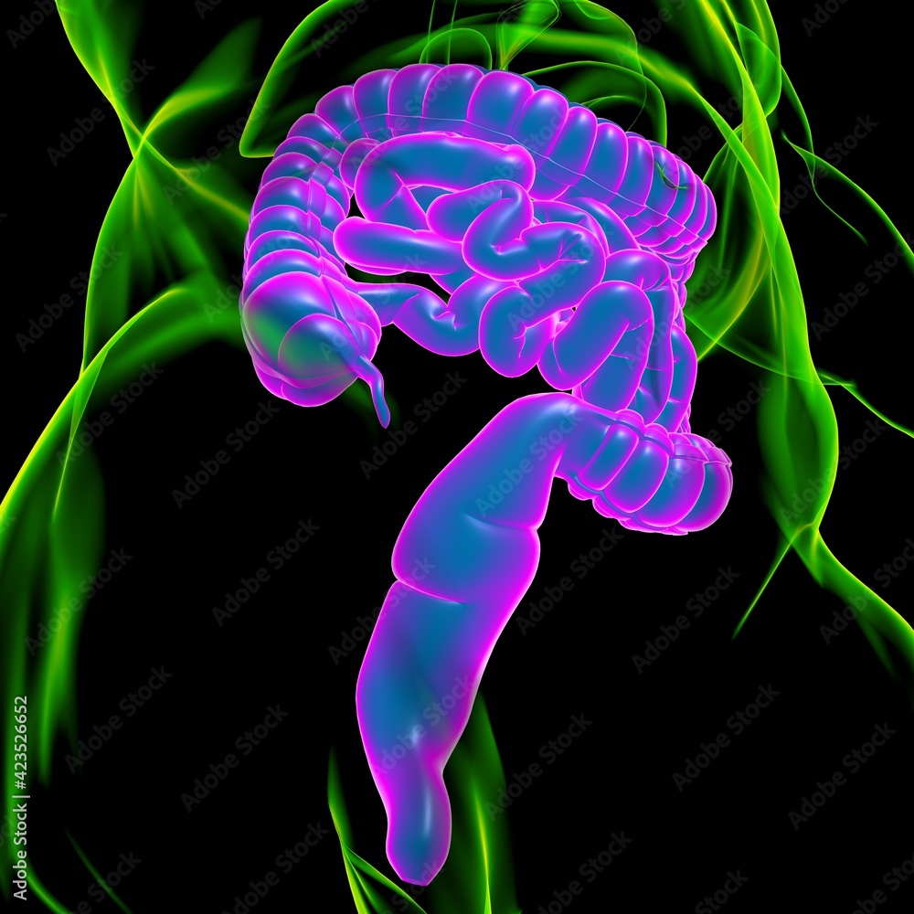 Small and Large Intestine 3D Illustration Human Digestive System ...