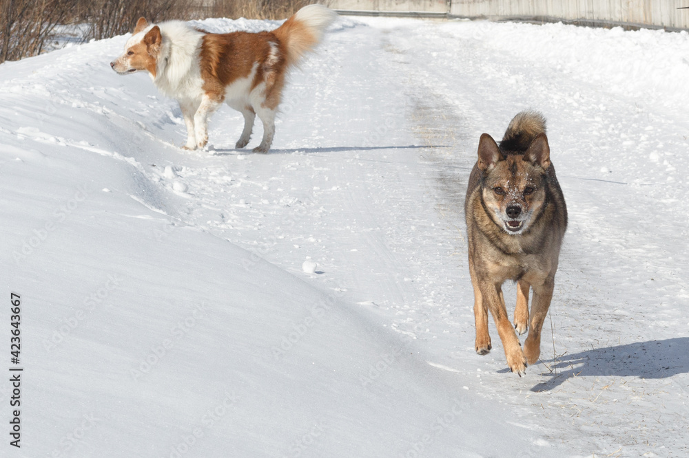 Dog for a walk in the winter in the park. Spending time with pets Stock ...