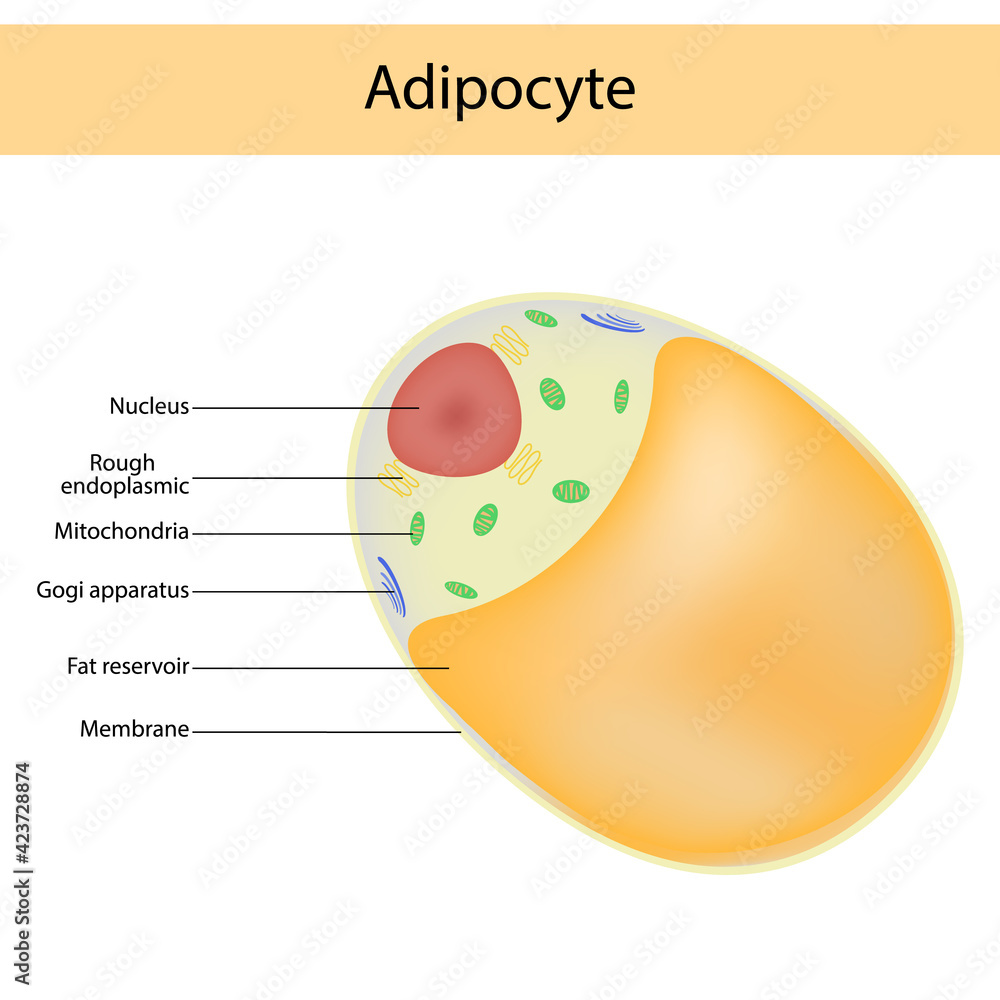 adipocyte with nucleus, mitochondria, membrane and various elements of ...